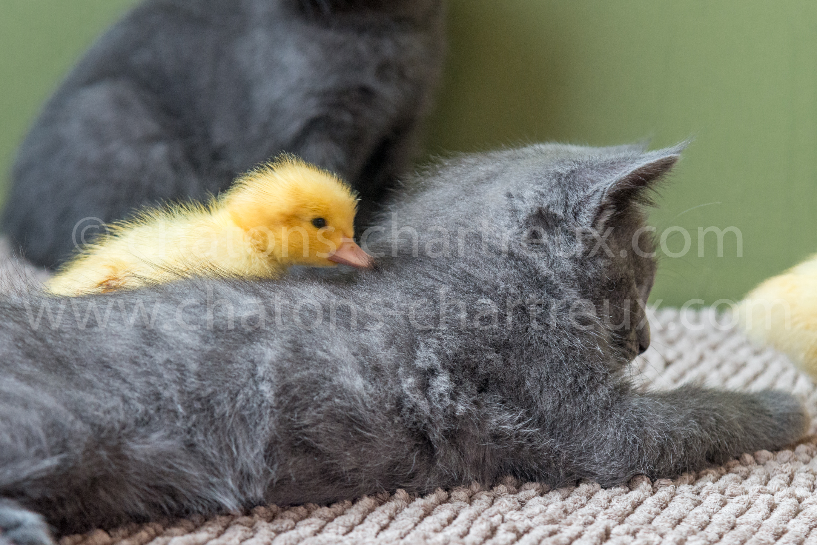 bébé caneton chaton - CHATONS-CHARTREUX.COM